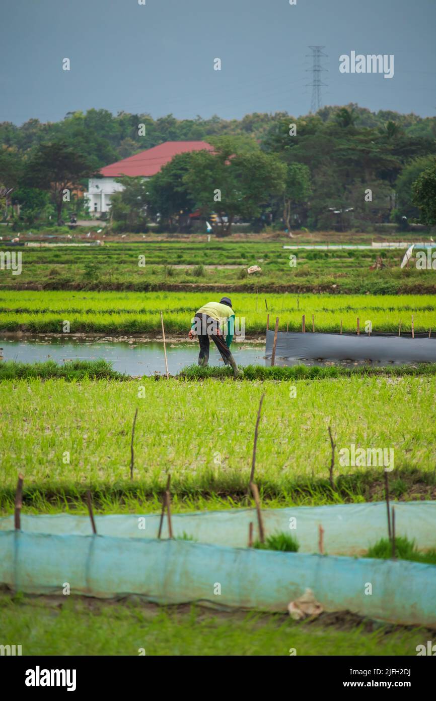 A farmer clears grass in a rice field, Aceh, Indonesia Stock Photo - Alamy