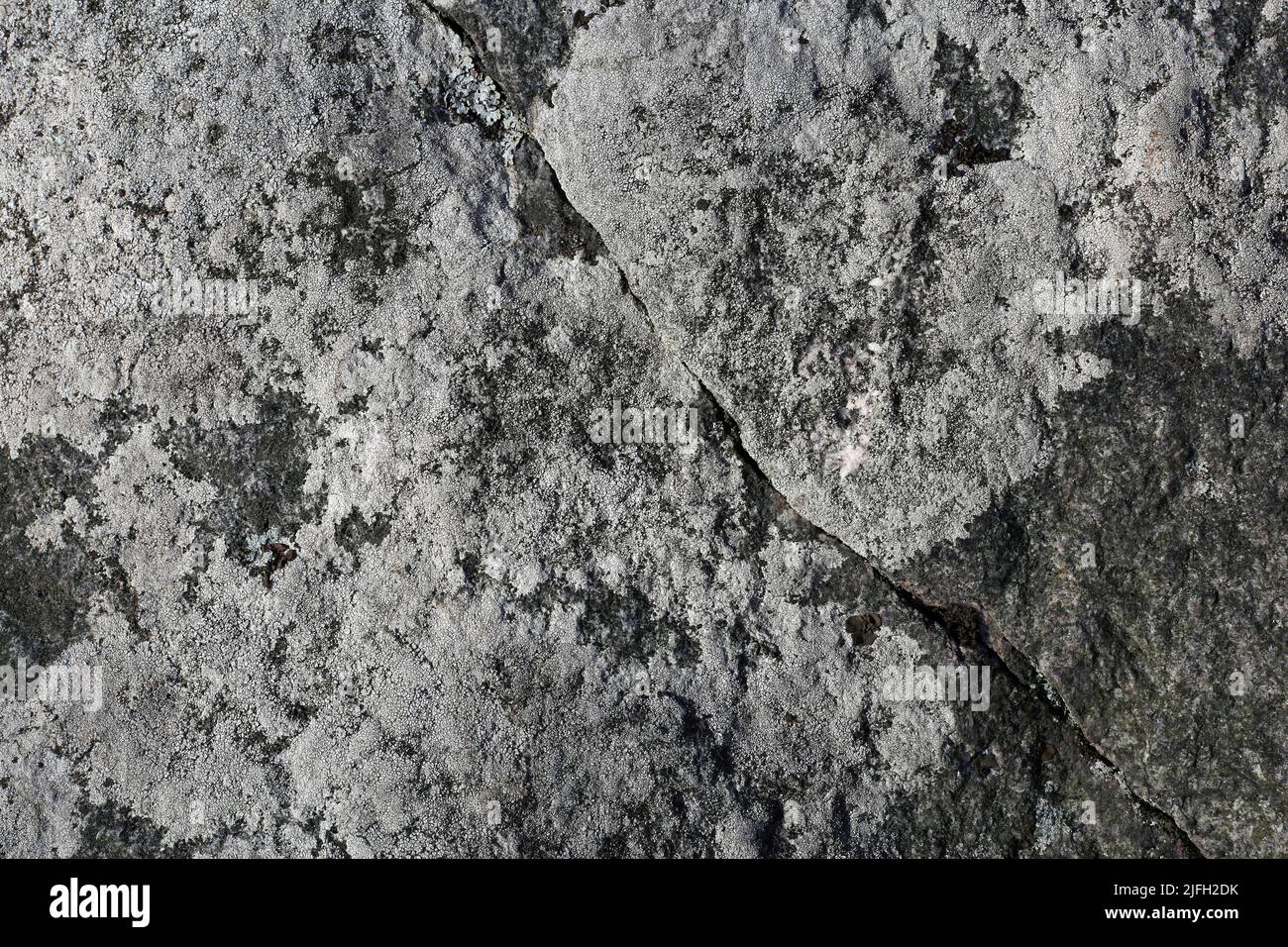 Grey lichen on a surface of dark grey rock. Photographed in Finland ...