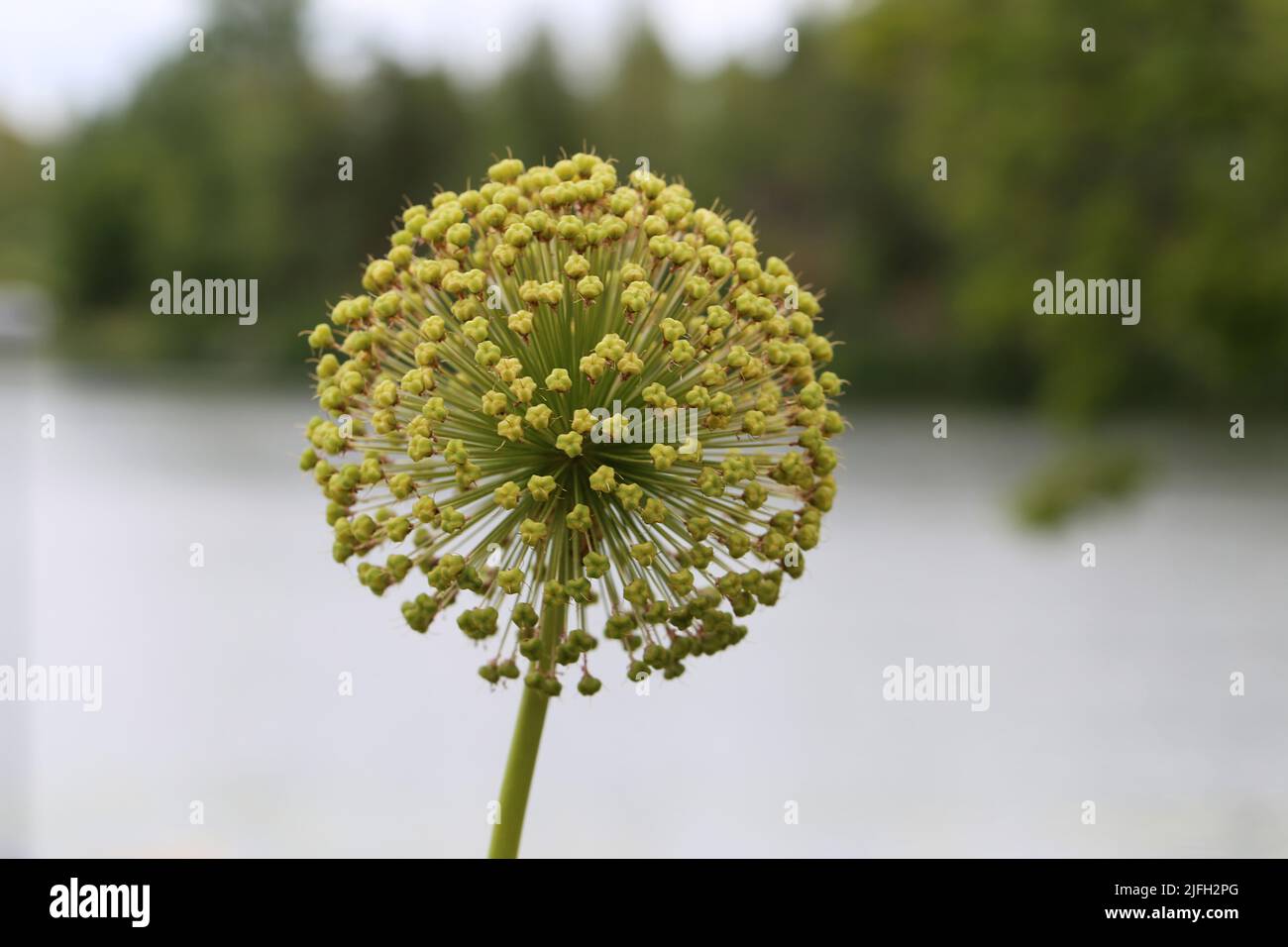 Flower buds of broadleaf wild leek (lat: allium ampeloprasum, fin ...