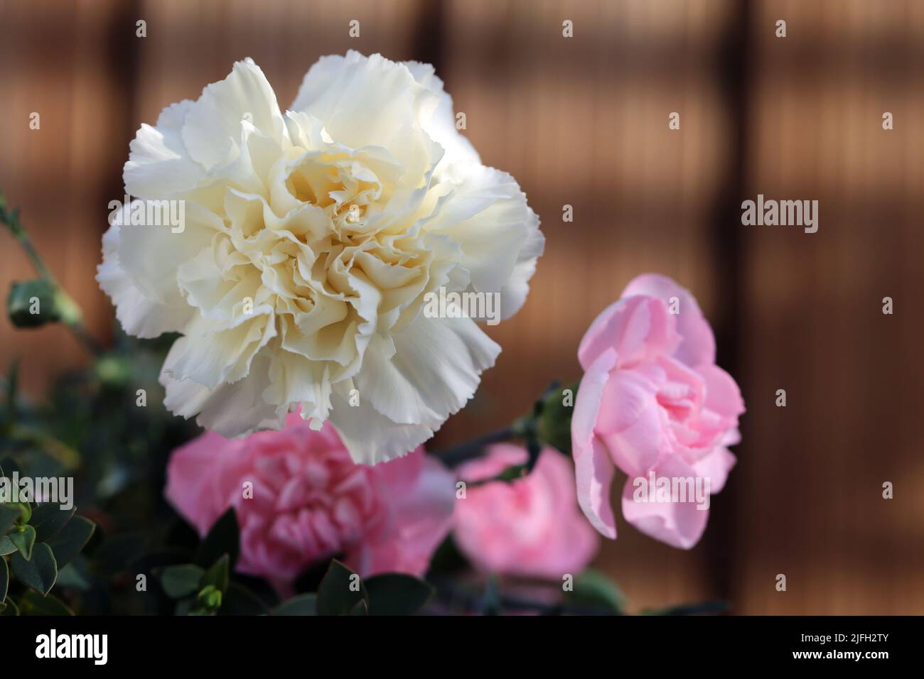 White and light pink dianthus (fin: neilikka) flowers in a closeup. A ...