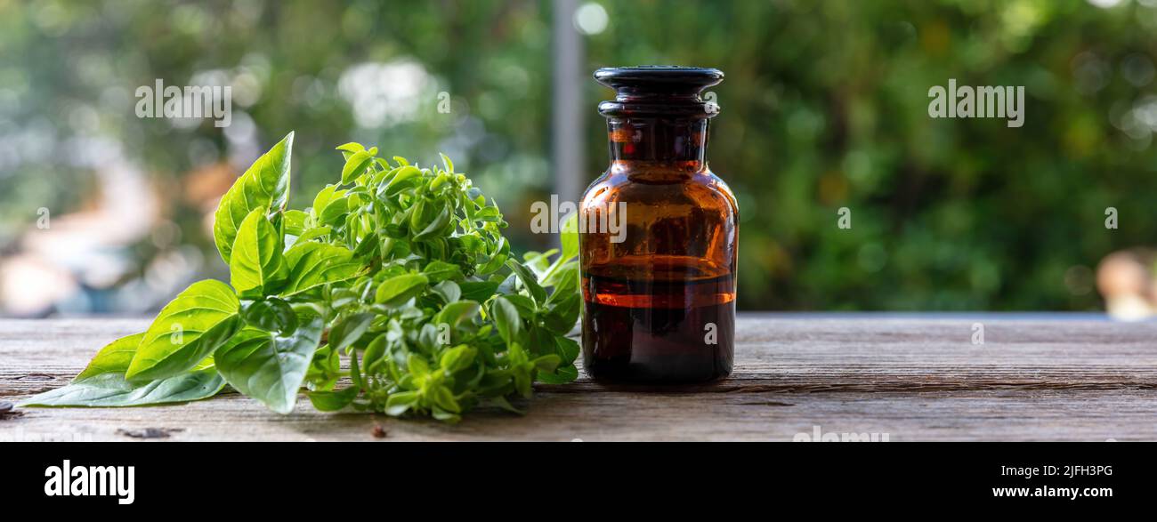Basil herb essential oil. Aromatic culinary and therapeutic plant ...
