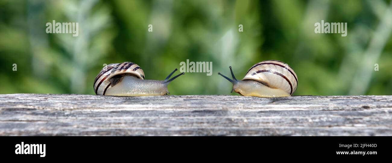 Land snail on a tree trunk, close up view. Mediterranean white garden ...