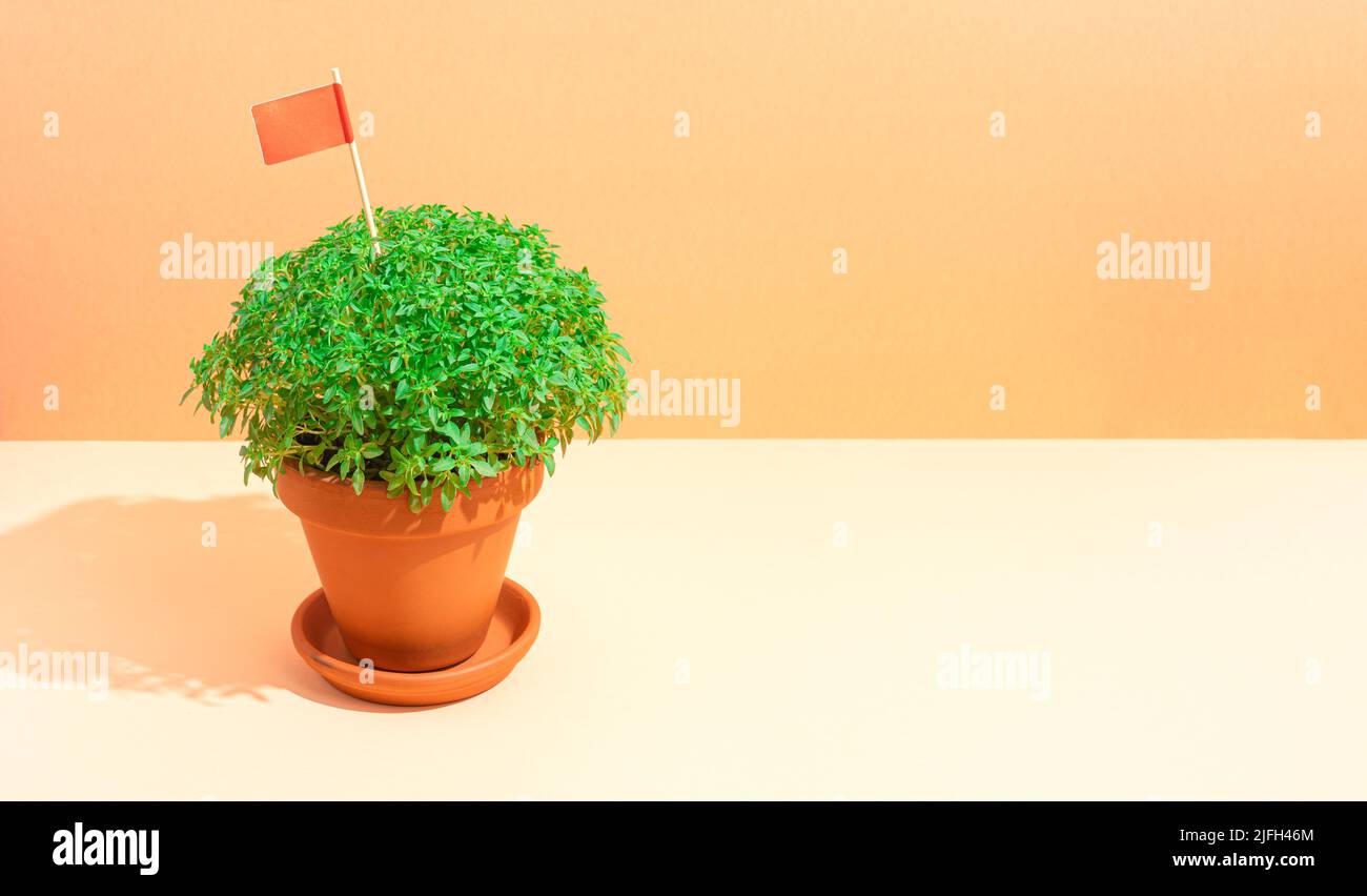 Manjerico plant with flag on the beige background Stock Photo - Alamy
