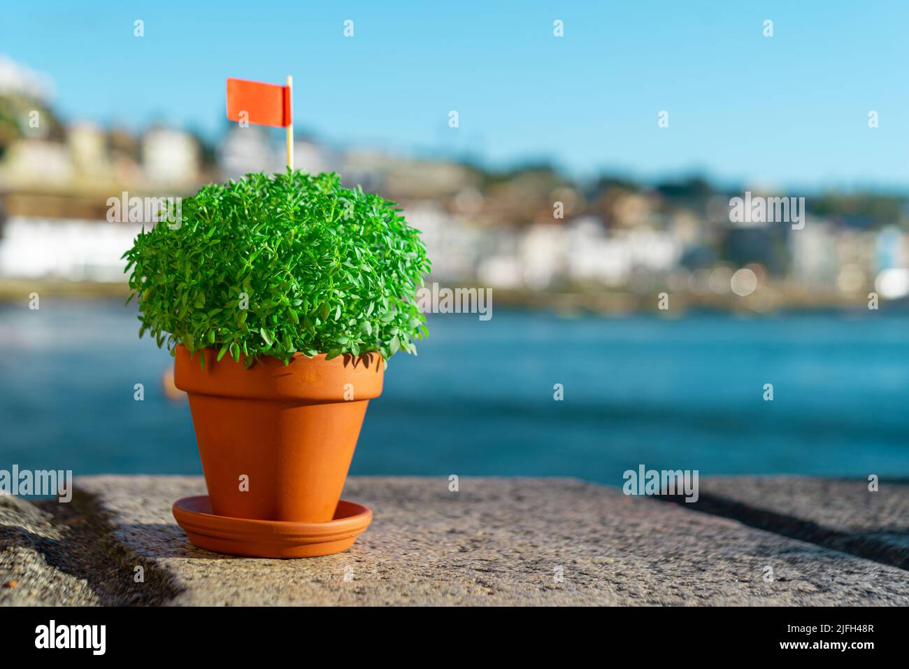 Manjerico plant against Portugal city Stock Photo - Alamy