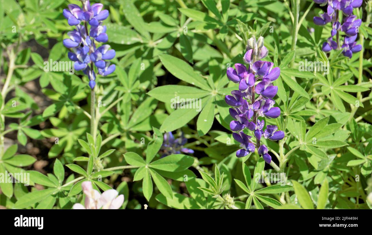 Beautiful lupine flower with green background. Also known as Lupinus ...
