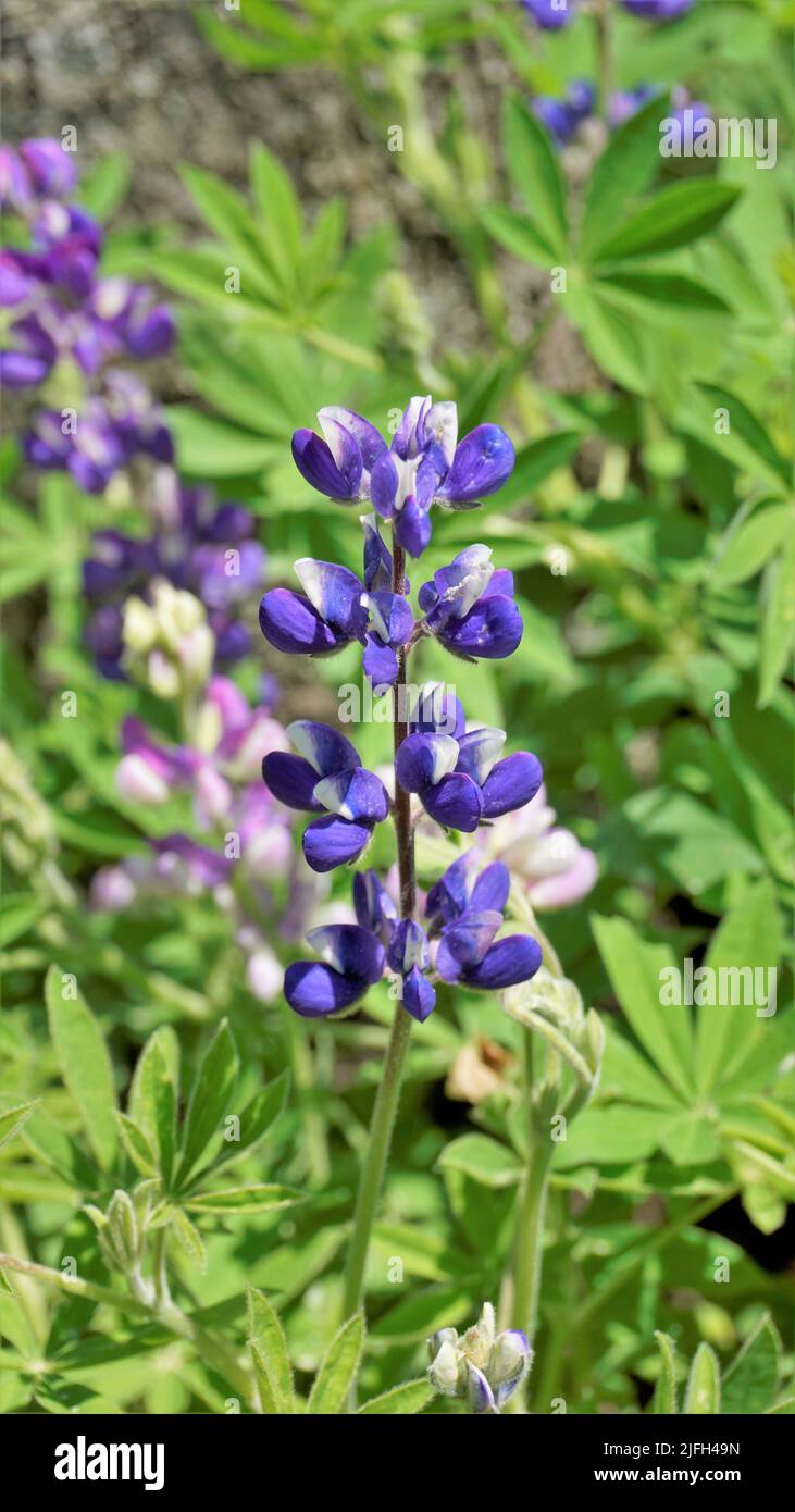 Beautiful lupine flower with green background. Also known as Lupinus ...