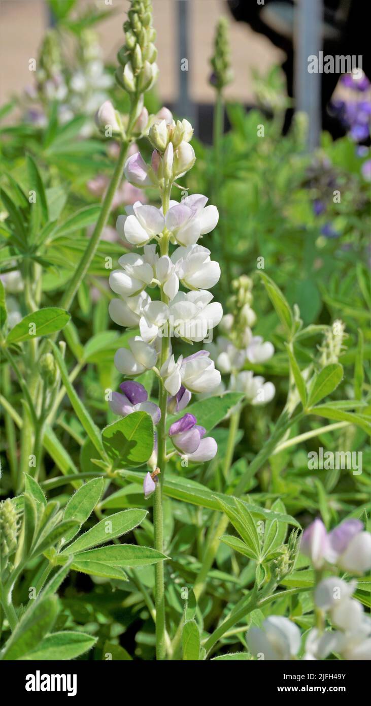 Beautiful lupine flower with green background. Also known as Lupinus ...