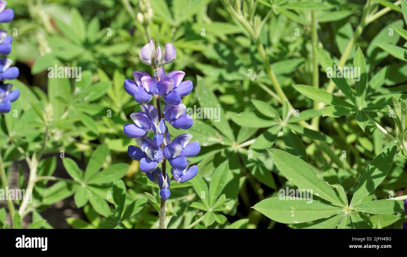 Beautiful lupine flower with green background. Also known as Lupinus ...
