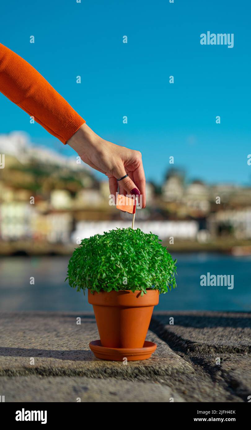 Woman hand with Manjerico plant outdoors Stock Photo - Alamy
