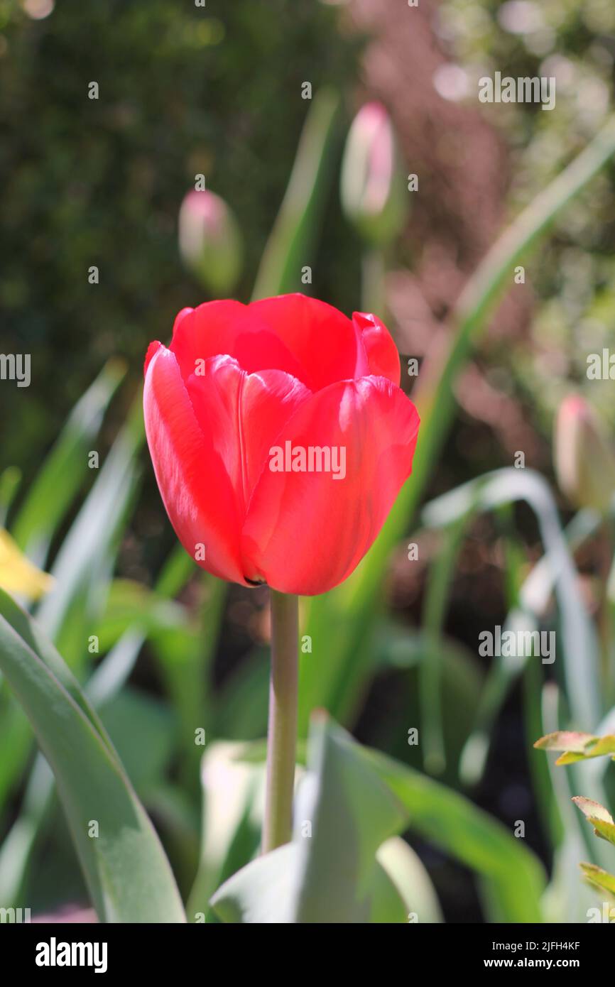 Beautiful spring flowers growing in the bright summer sun Stock Photo ...
