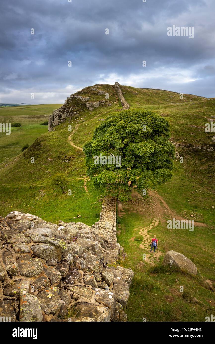 The descent to Sycamore Gap looking east along Hadrian’s Wall at Steel ...