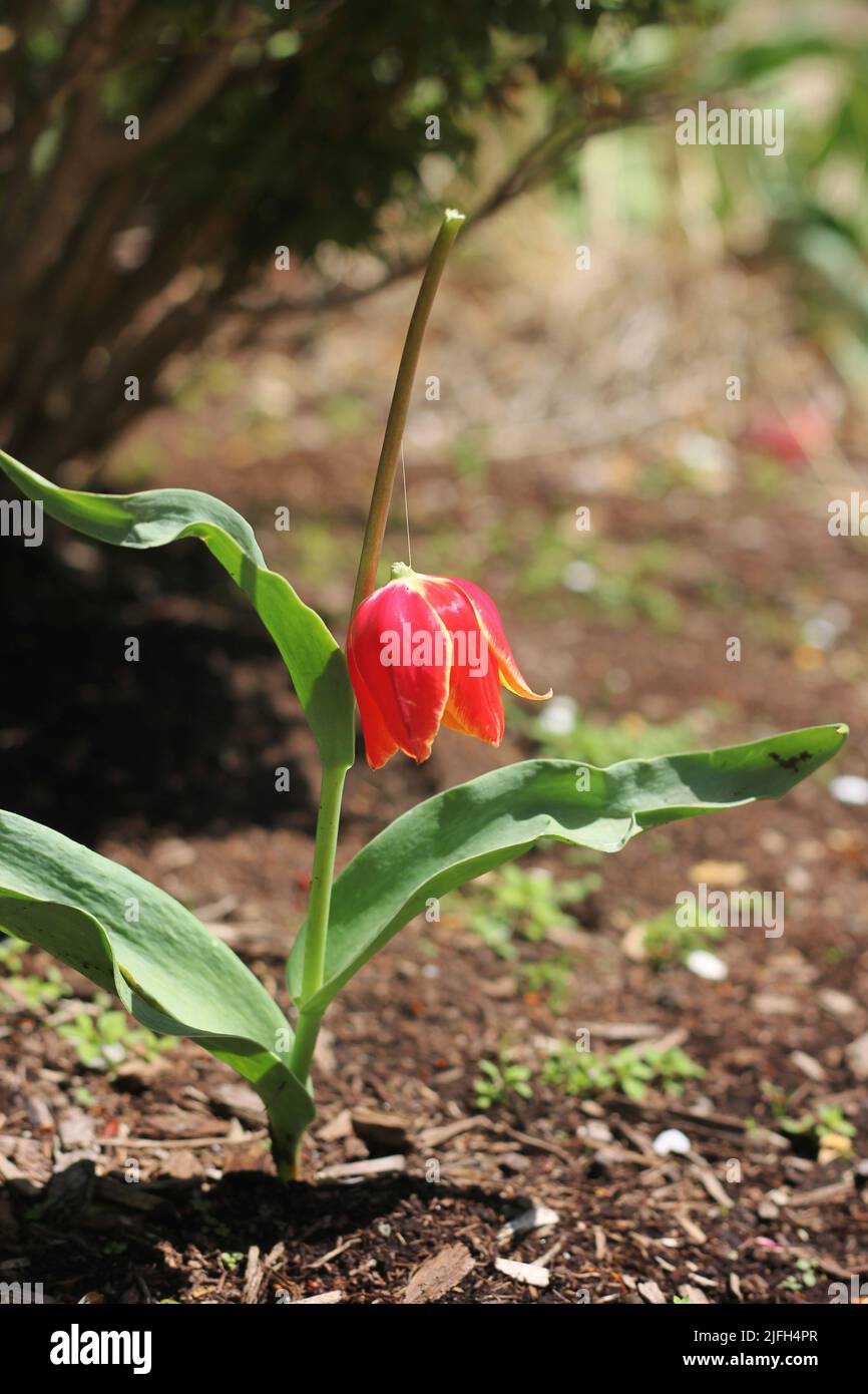 Tulip plants dead hi-res stock photography and images - Alamy