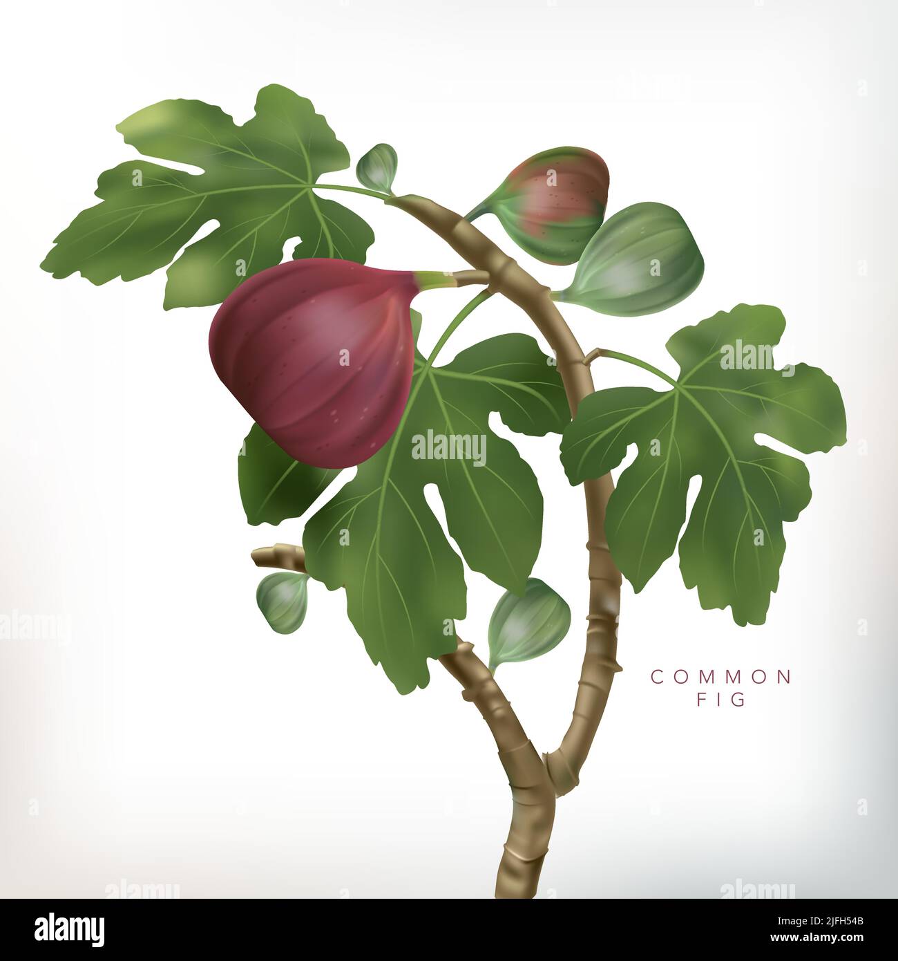 Vector 3D illustration Common Fig Tree Illustration in White Background ...