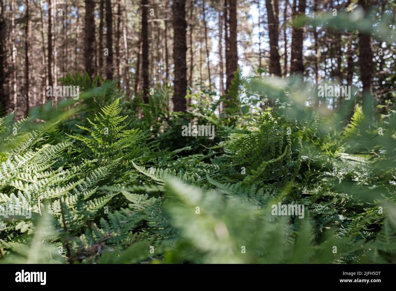 Fern in the forest, against the background of trees Stock Photo - Alamy