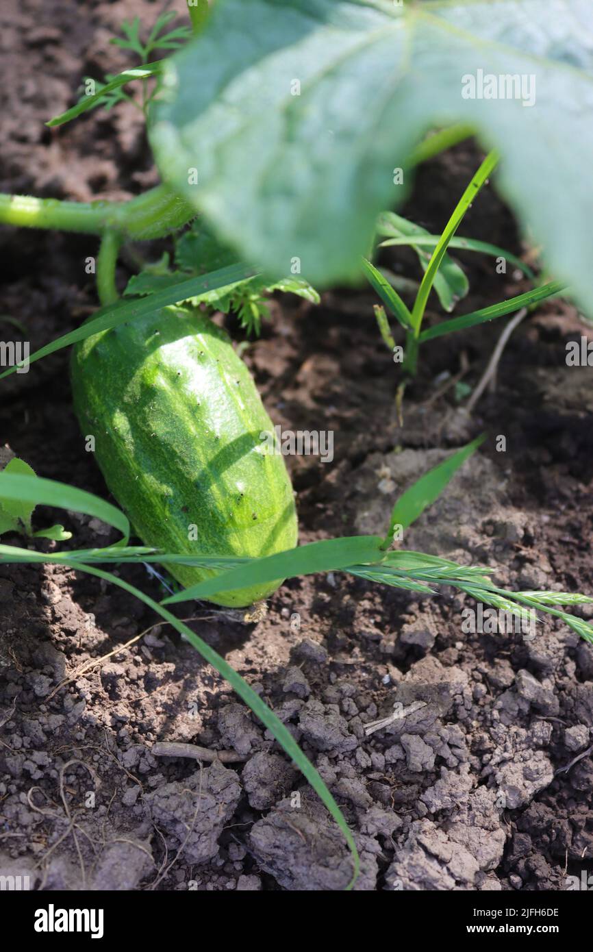 Ridge cucumber hi-res stock photography and images - Alamy