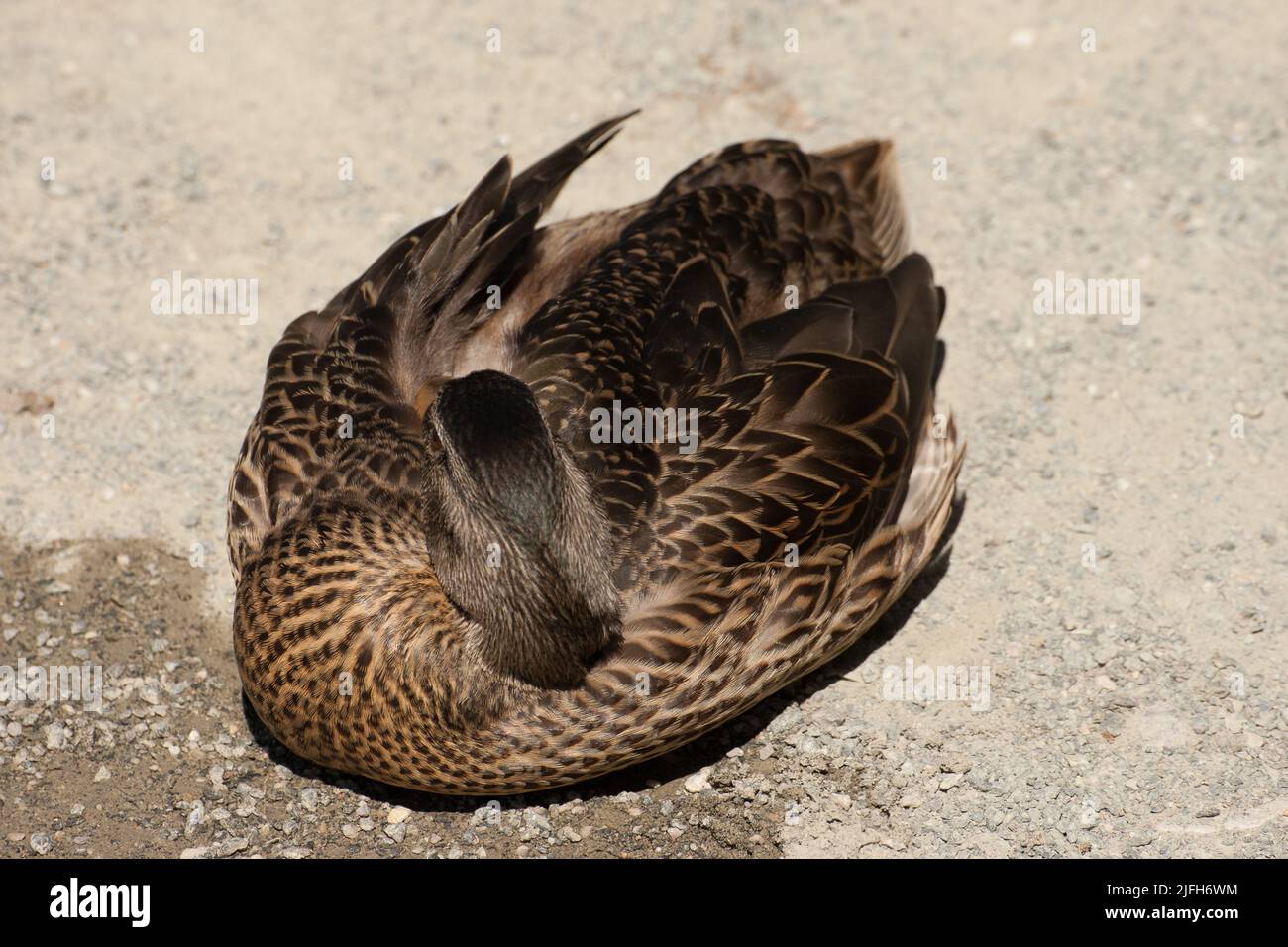 Duck grit hi-res stock photography and images - Alamy