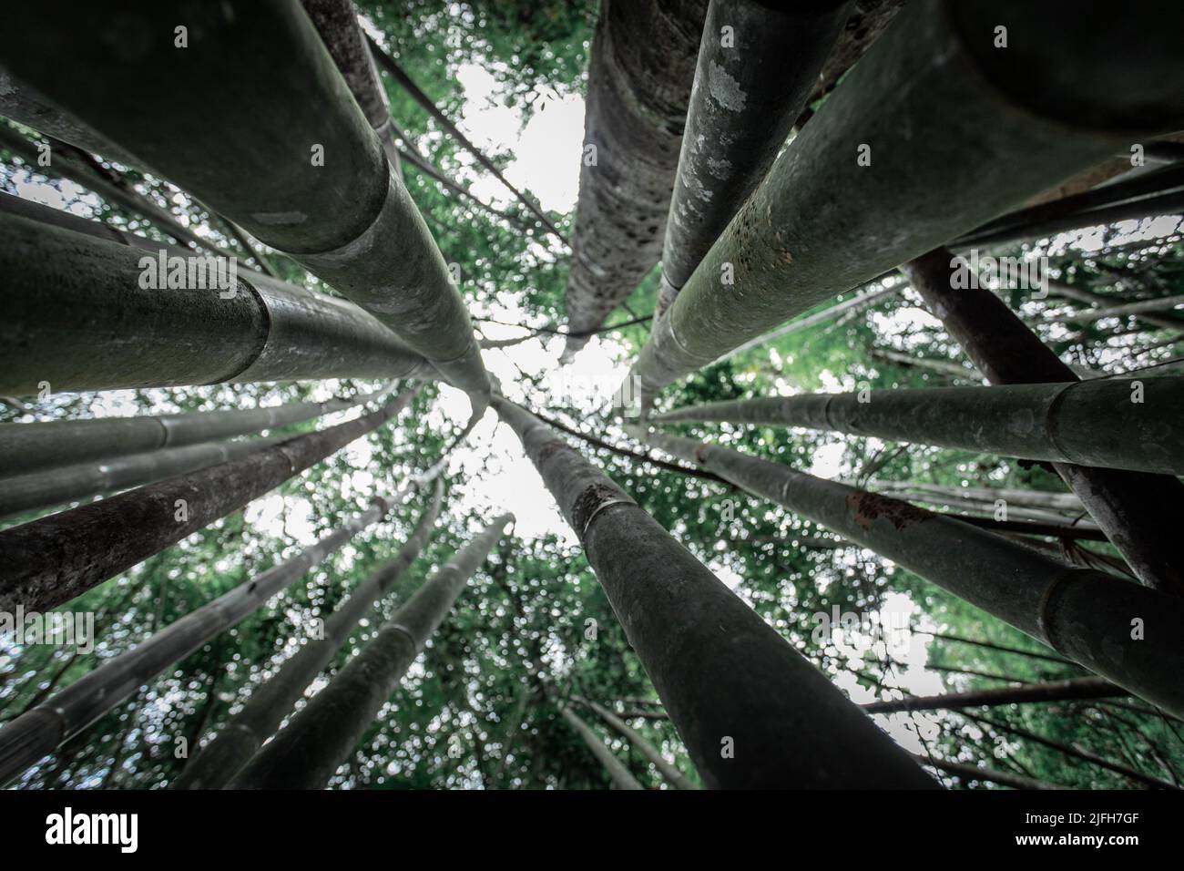 Trunks green bamboo long hi-res stock photography and images - Alamy