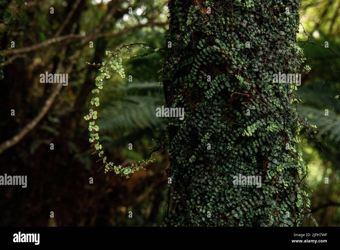 A closeup shot texture of Metrosideros perforata surface in the forest ...