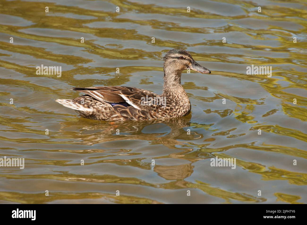 Gadwall ducks Bedgebury Park Forest Kent England Stock Photo - Alamy