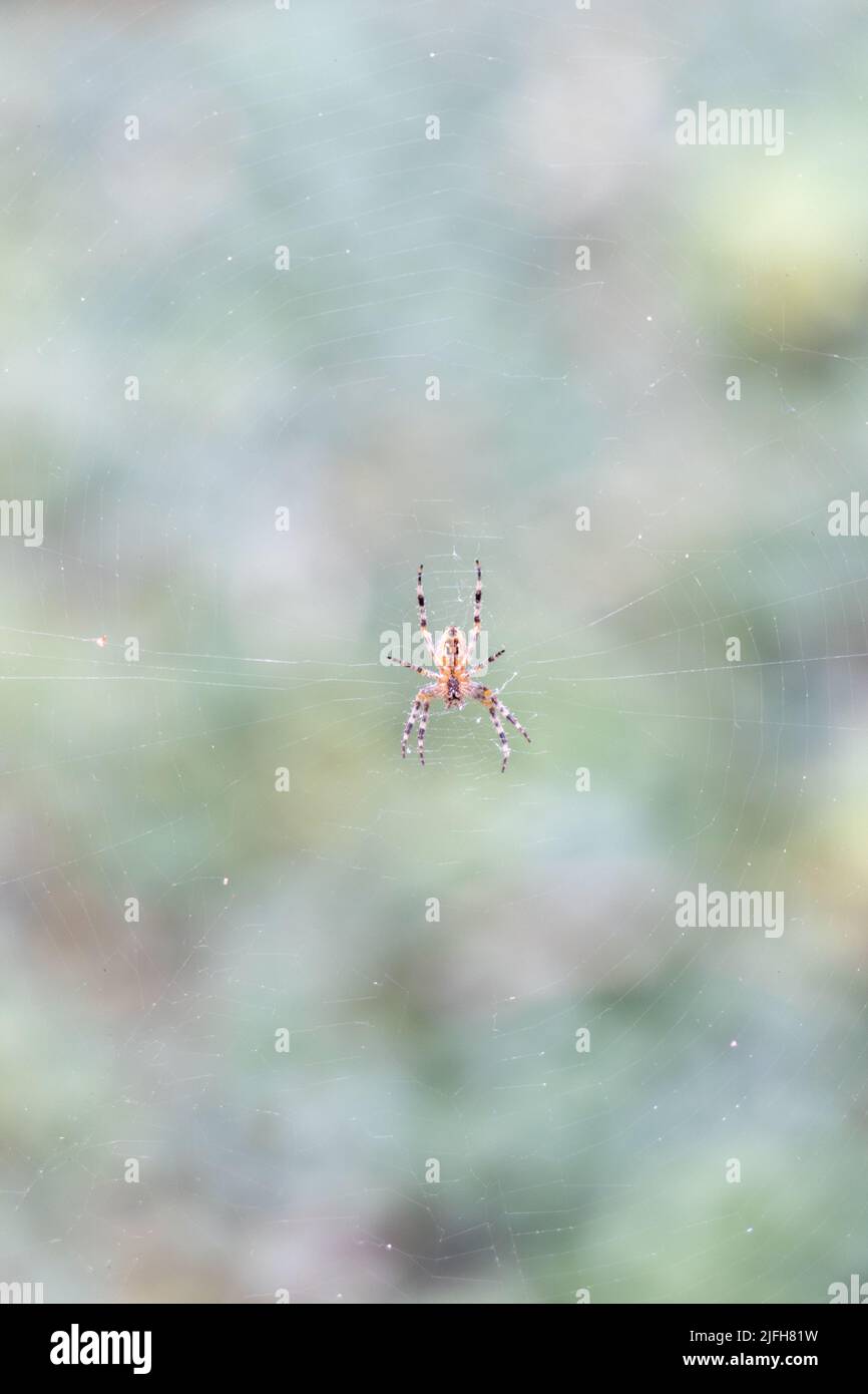 A big cross spider in the web Stock Photo - Alamy