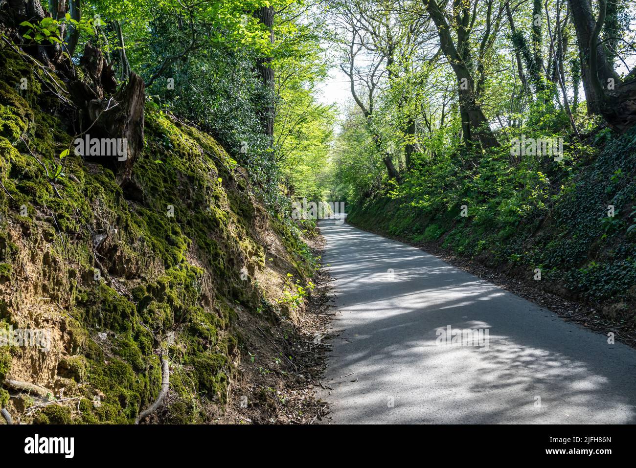 A pathway in a dense green forest under the sunlight Stock Photo - Alamy