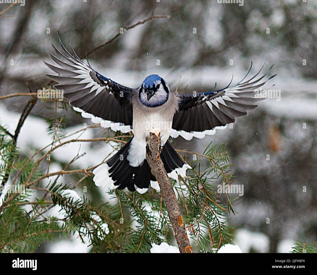 Wings open spread hi-res stock photography and images - Alamy