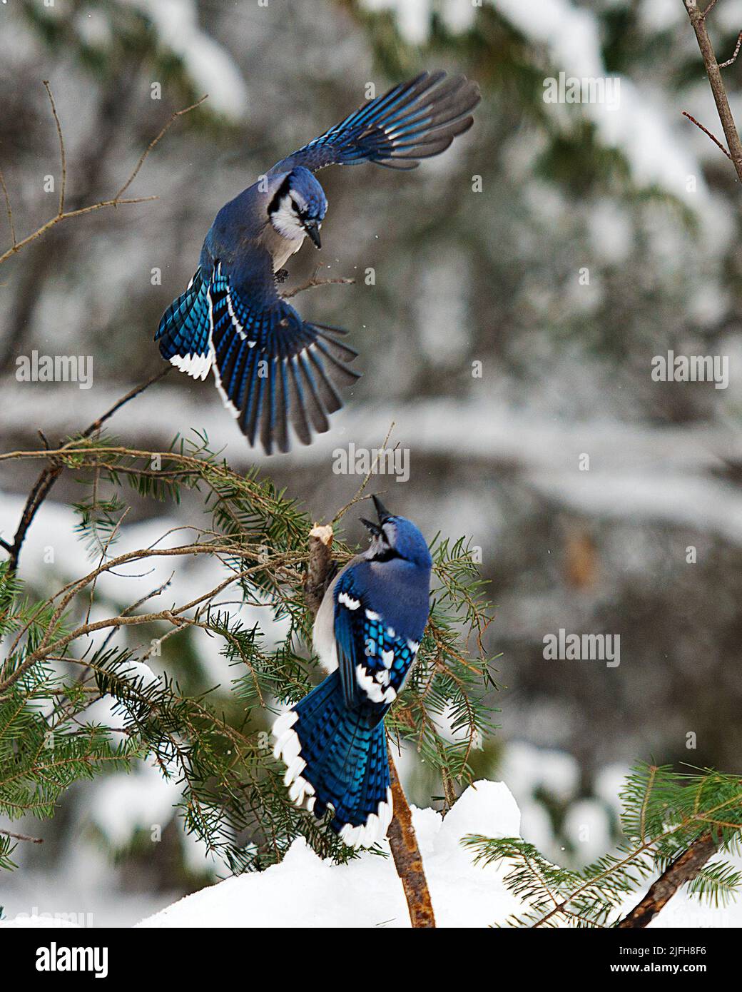Blue Jay couple flying over the other bird with spread wings in the ...
