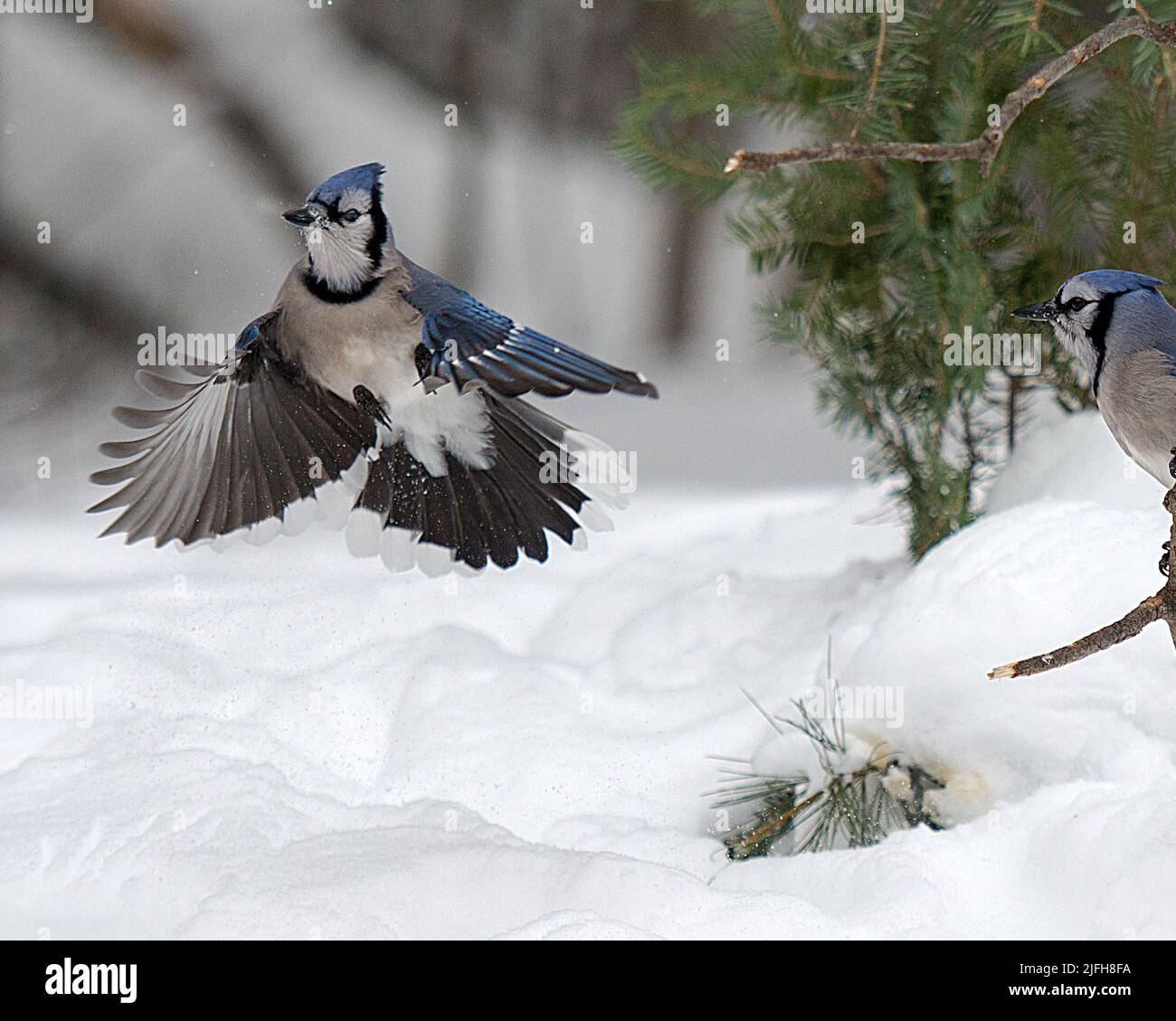 Blue Jay couple the winter season, one bird flying over the snow with a ...