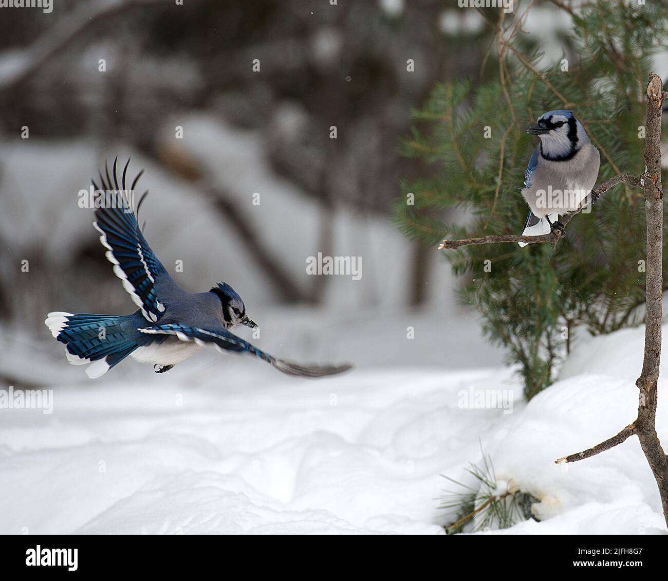 Flying Bird Blue Jays Snow 6+ Thousand Blue Jay Winter Royalty Free