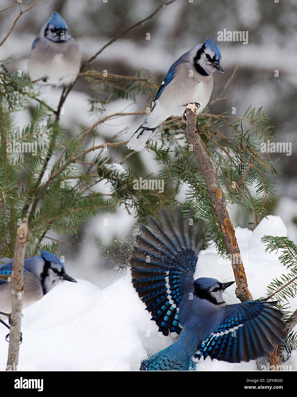 Blue Jay birds close-up profile view with spread wings in the winter ...