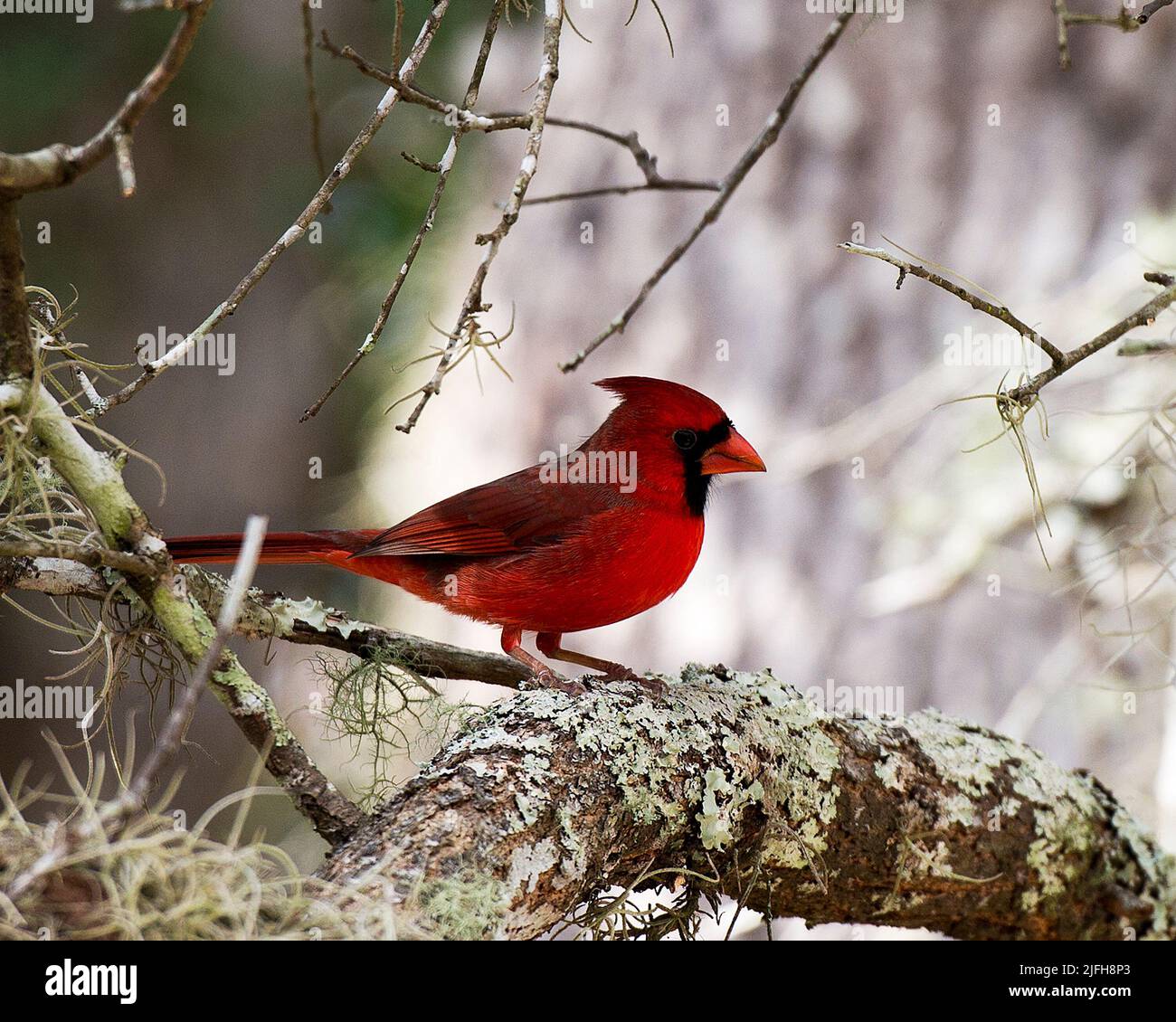 Male body beautiful hi-res stock photography and images - Alamy