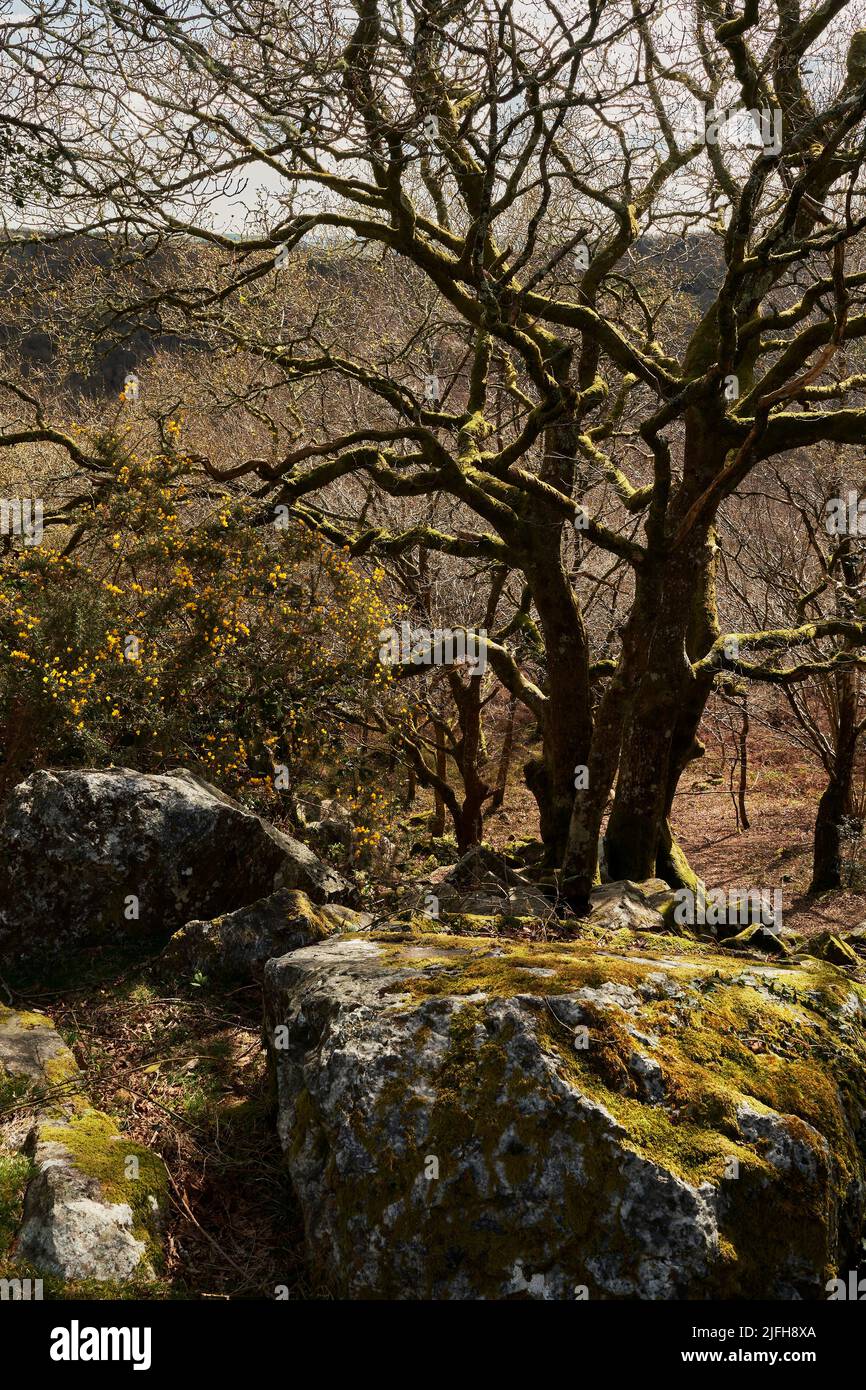 Vertical orientation of Ash tree bathed in morining sunlight, early ...