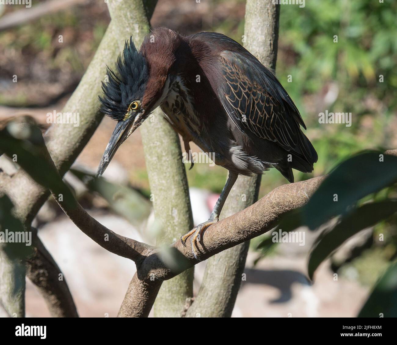 Green Heron perched on a branch scratching beak, displaying fluffy ...