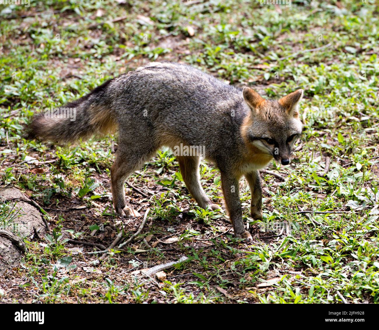 Grey fox animal walking in a field, exposing its body, head, ears, eyes ...