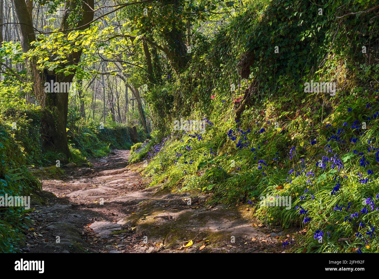 Footpath leading through english hi-res stock photography and images ...