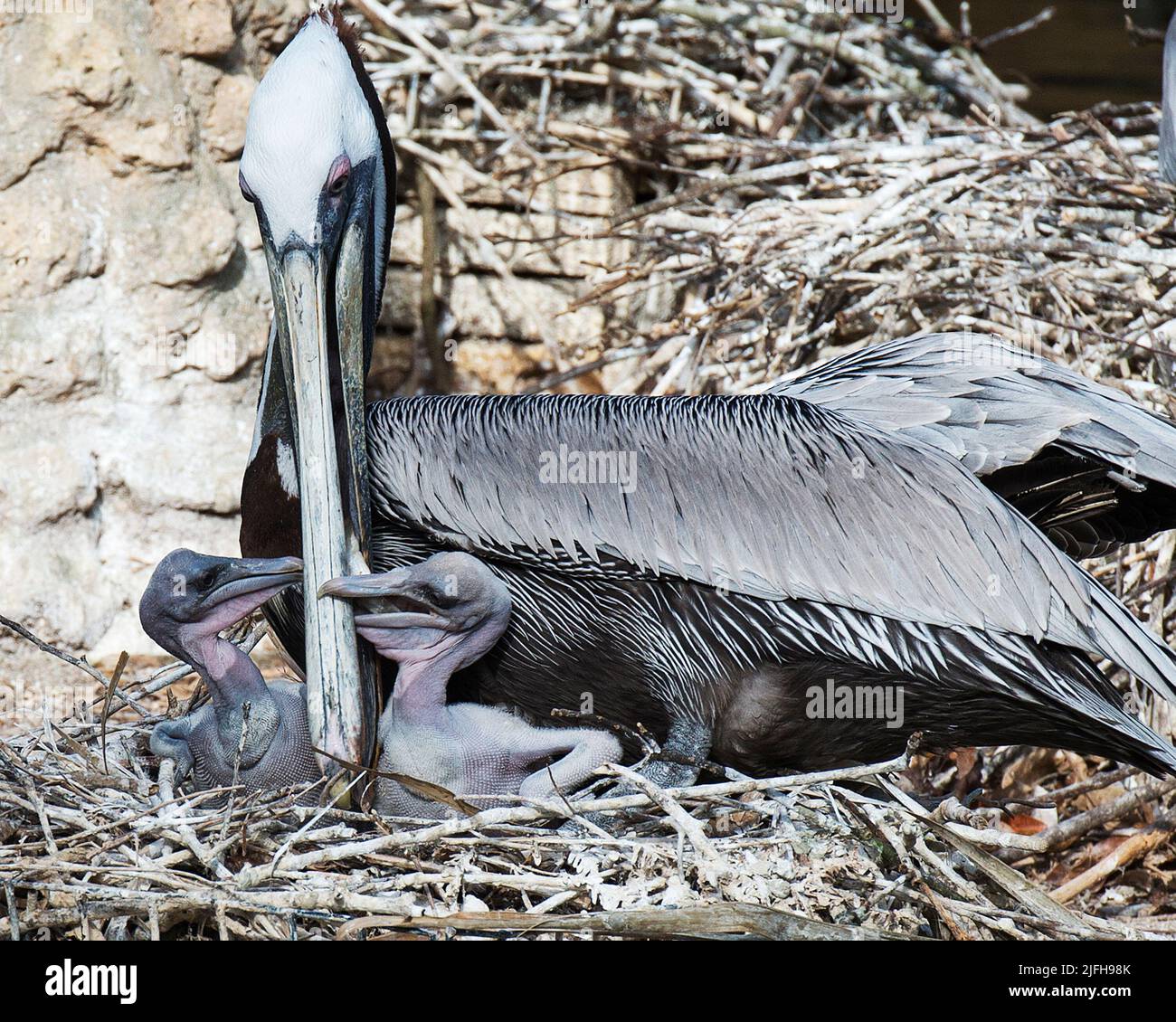 Brown pelican bird with its baby pelicans interacting while showing its ...