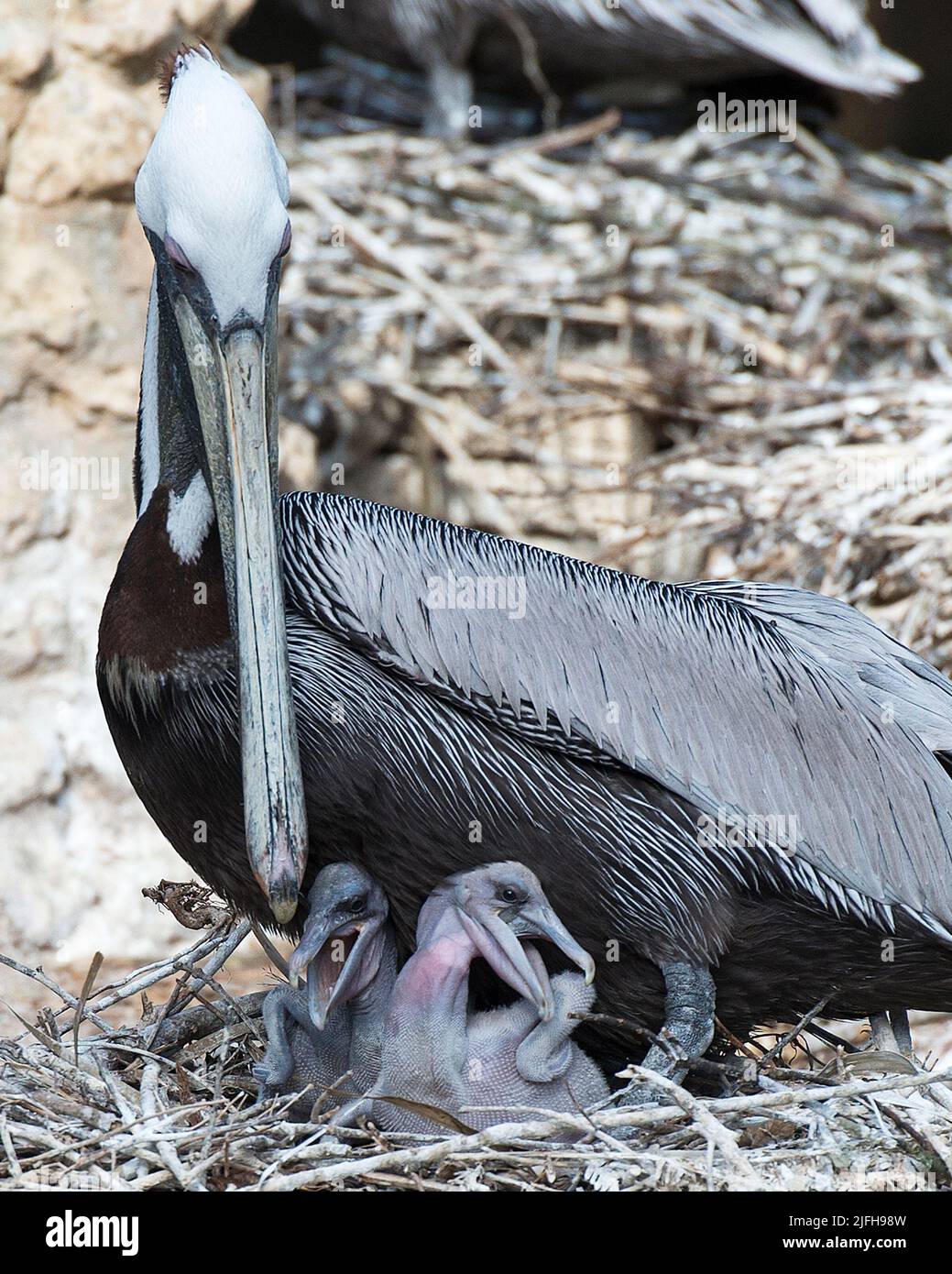 Beautiful baby bird hi-res stock photography and images - Alamy