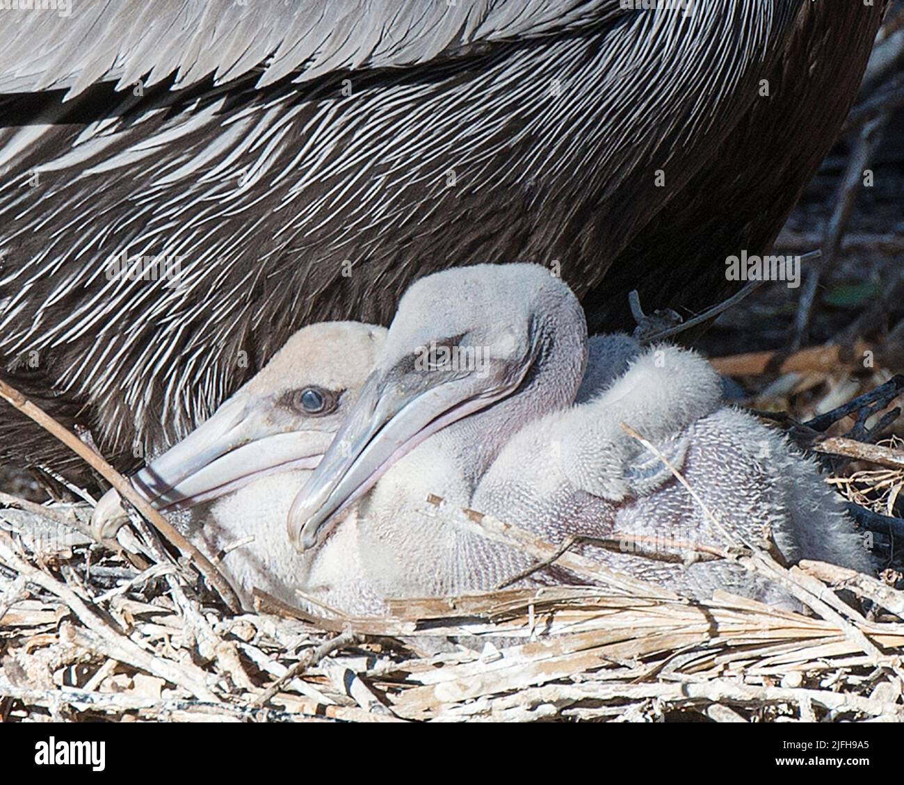 Brown pelican bird with its baby pelicans with its wings spread showing ...