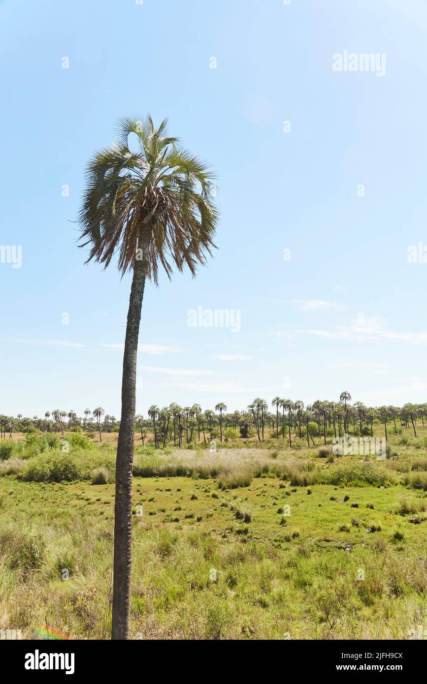 El Palmar National Park, in Entre Rios, Argentina, a protected area ...