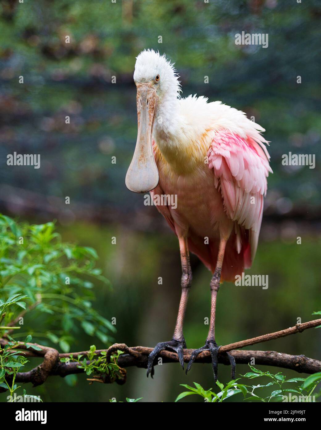 Roseate Spoonbill close-up profile view perched on a branch with a blur ...