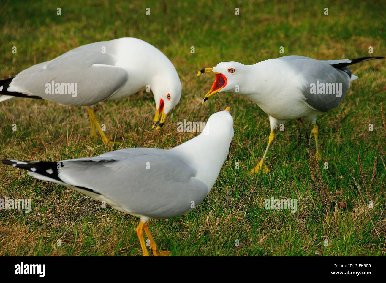 Seagull feet hi-res stock photography and images - Alamy