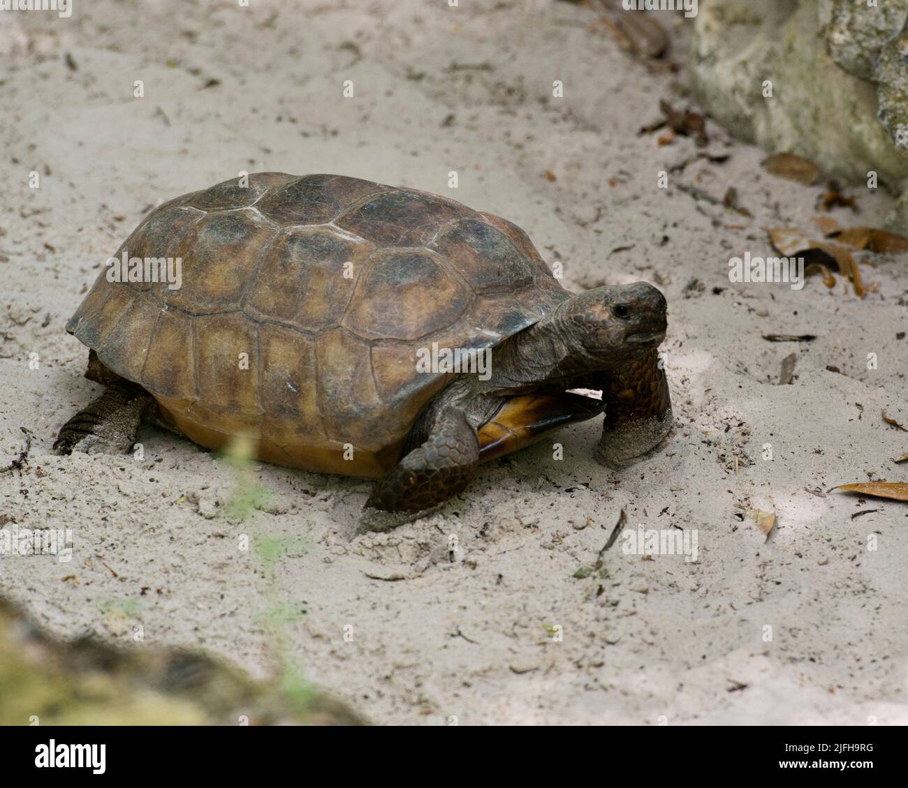 Turtle Gopher-tortoise turtle close-up profile view walking in the sand ...