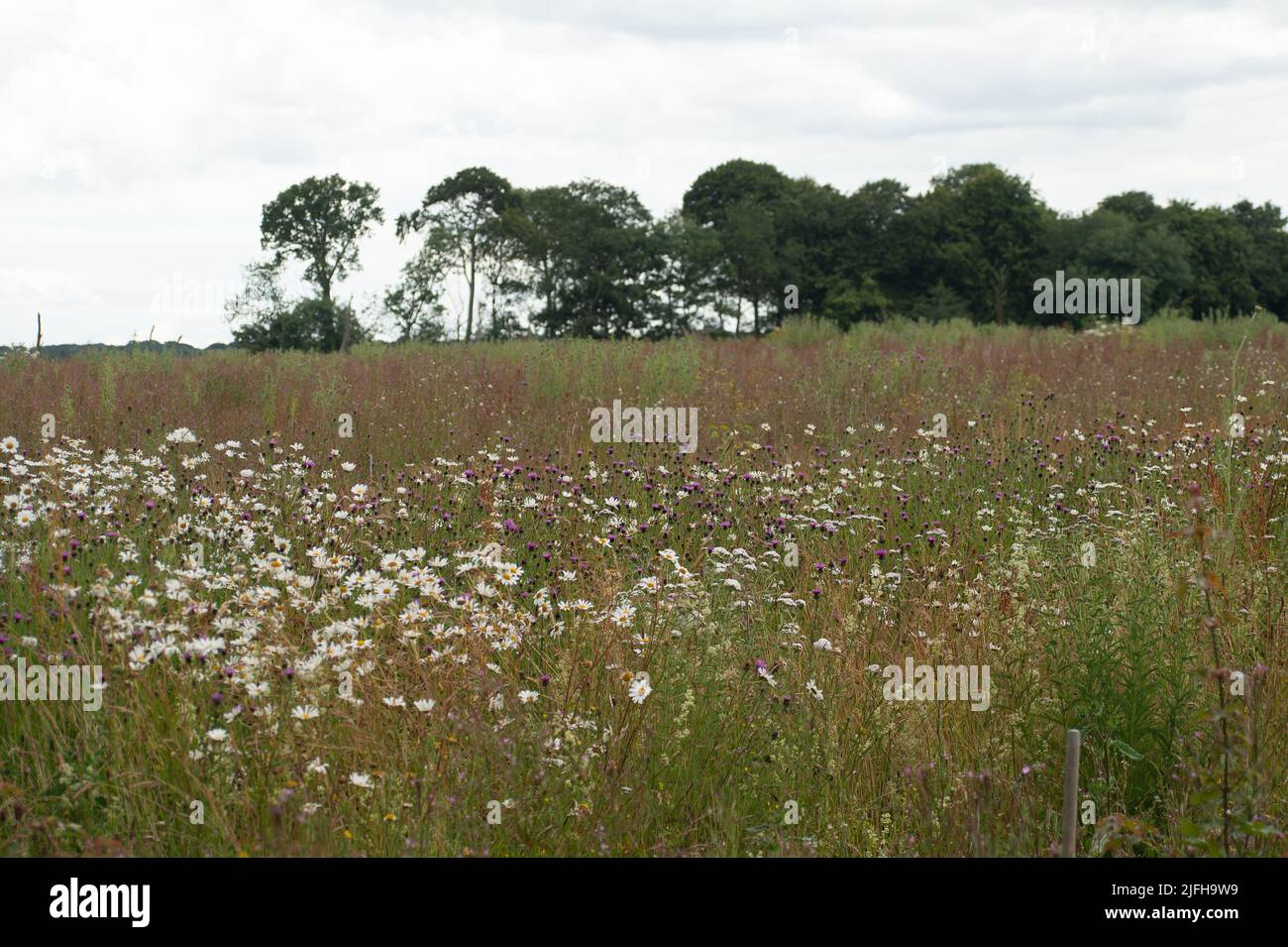 Ancient woodland uk deforestation hi-res stock photography and images ...
