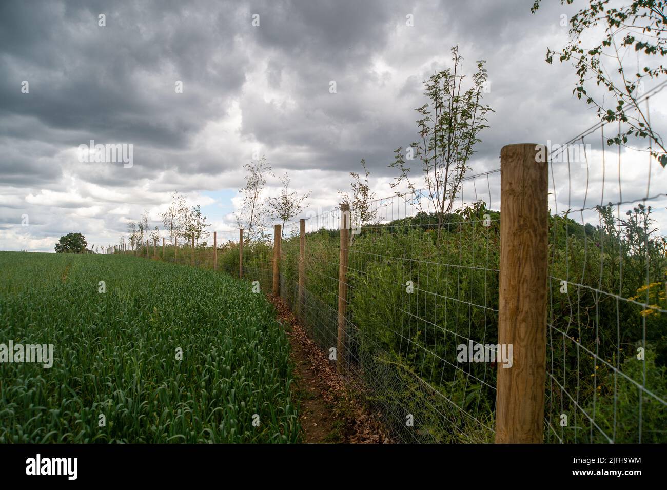 Ancient woodland uk deforestation hi-res stock photography and images ...