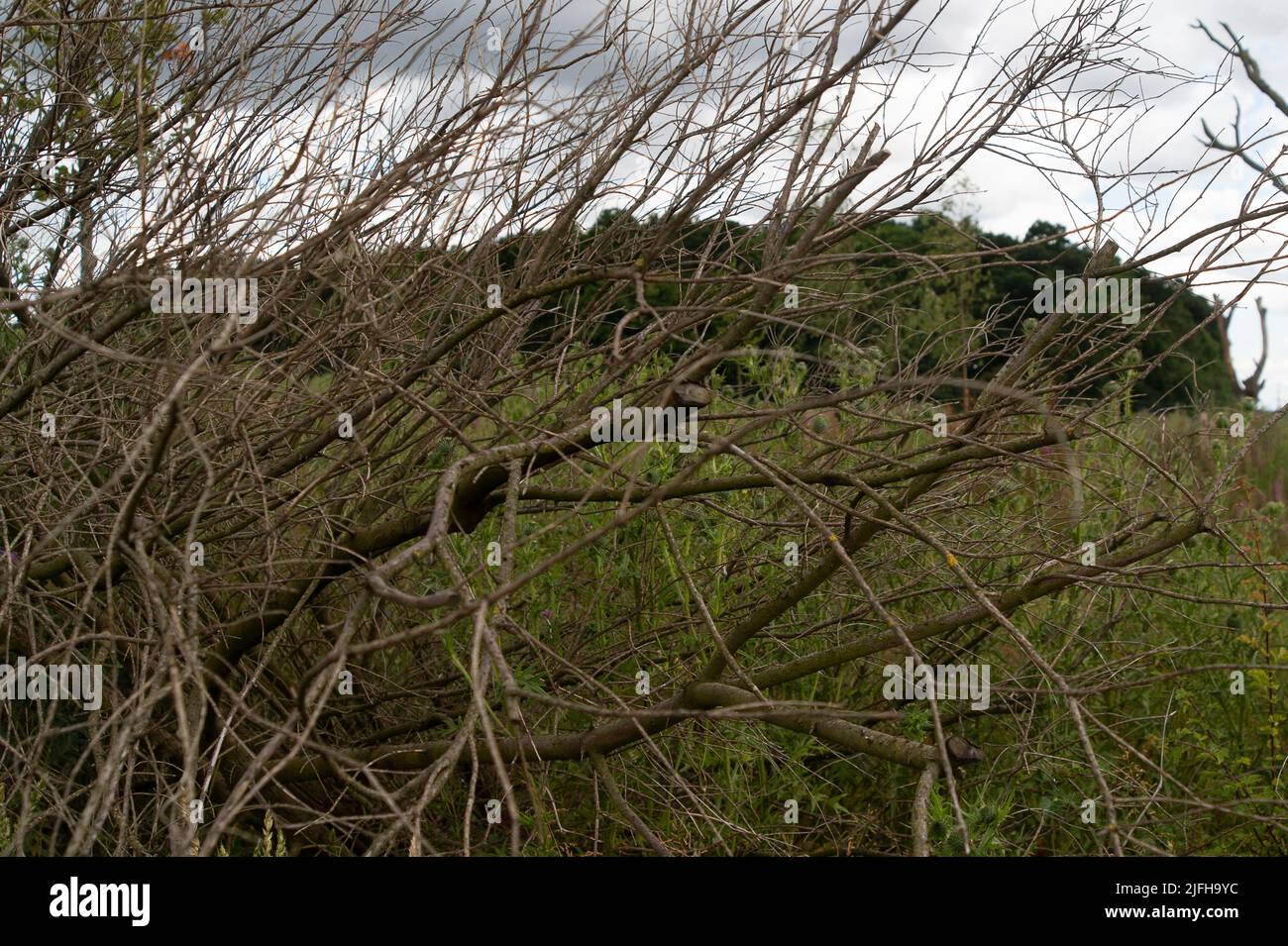 Ancient woodland uk deforestation hi-res stock photography and images ...