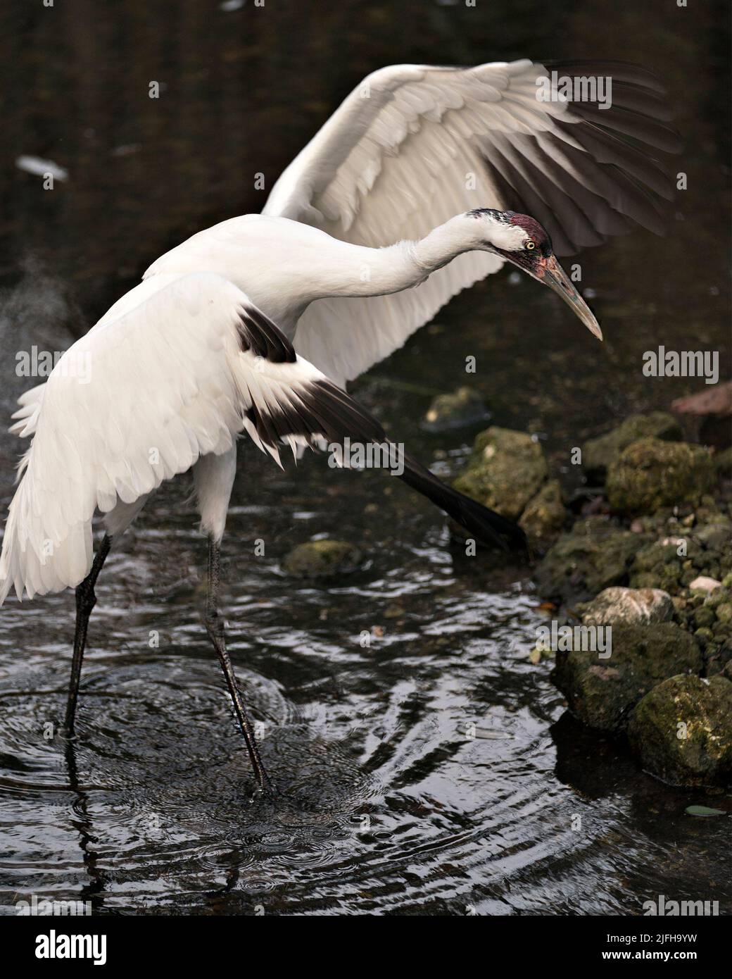 Whooping Crane close-up profile view with its spread wings standing in ...