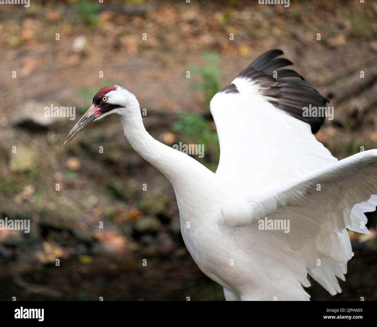 Crane flapping wings hi-res stock photography and images - Alamy