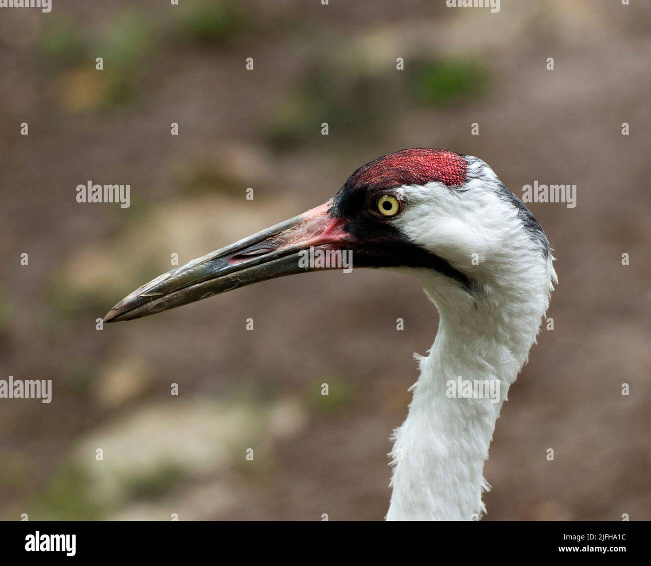 Whooping crane close-up head profile view with a blur background ...
