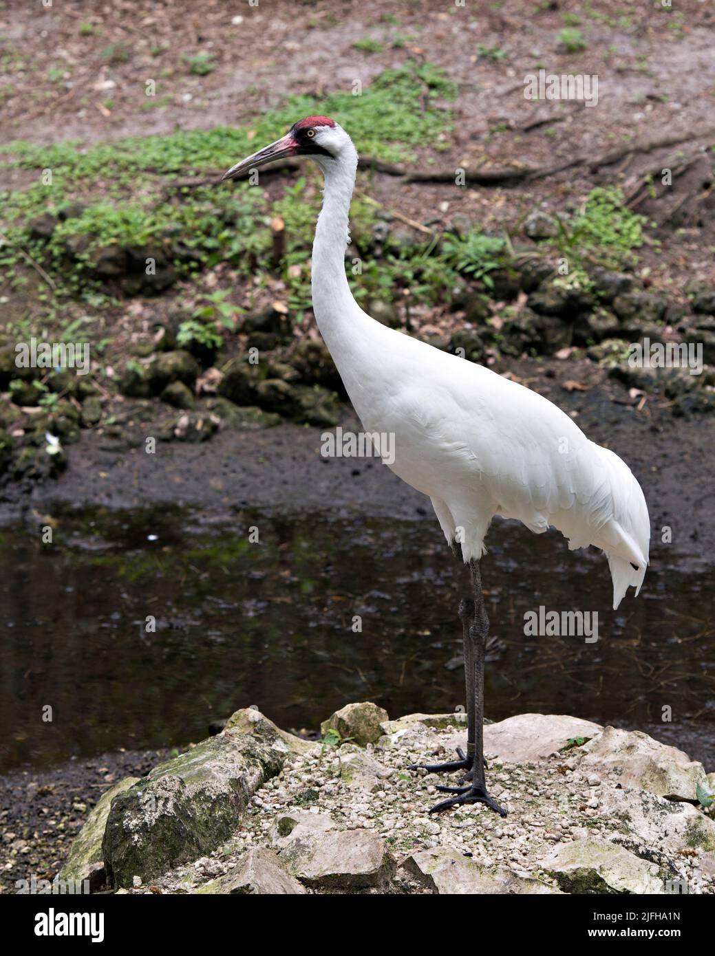 Whooping crane close-up profile view standing tall on a rock with a ...