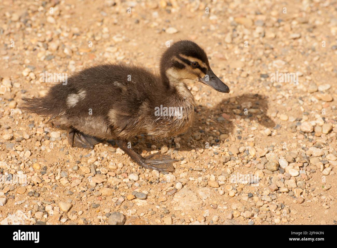 Duck grit hi-res stock photography and images - Alamy